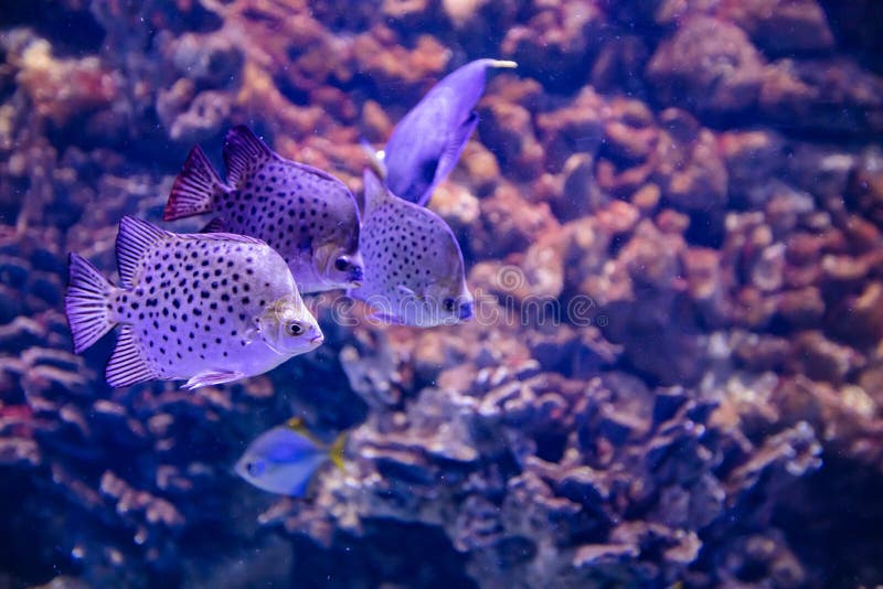 Different Fishes in Aquarium for Design Purpose Stock Photo - Image of ...