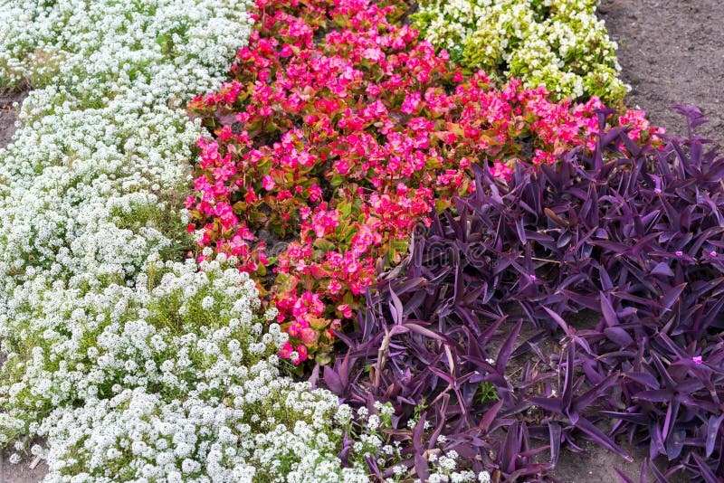 Different Flowers in the Design Stock Photo - Image of design ...