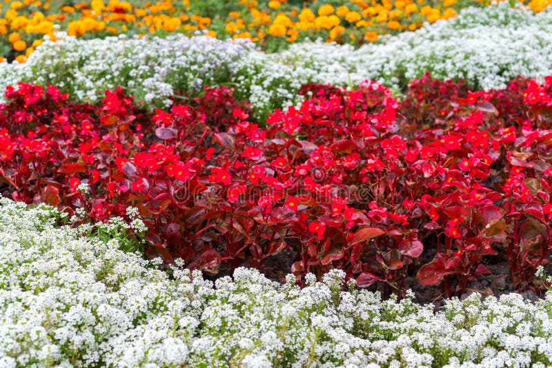 Different Flowers in the Design Stock Photo - Image of garden ...