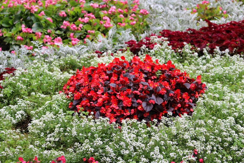 Different flowers two stock image. Image of spring, green - 156943311