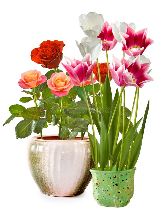Different Flowers in Pots Closeup Stock Photo - Image of isolate ...