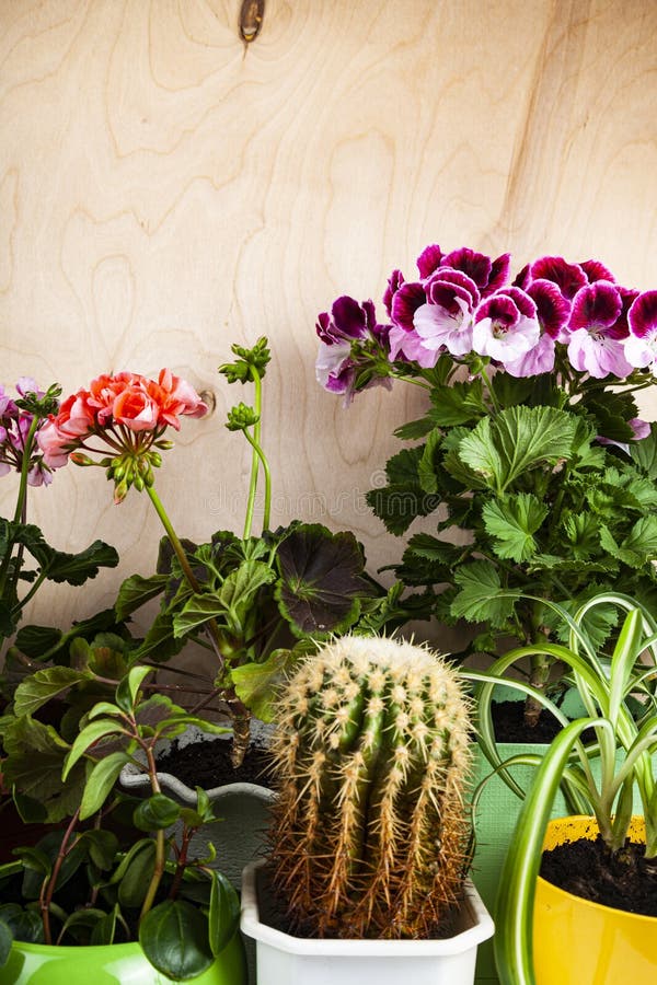 Different flowers in pots stock image. Image of geranium - 219188635