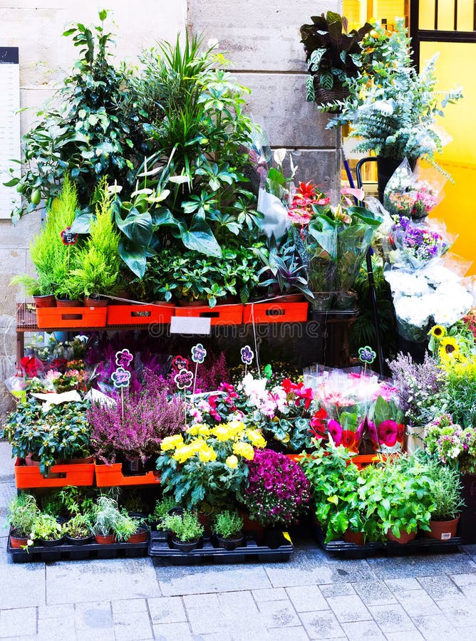 Different Flowers in Store Outdoor Stock Image - Image of flower ...