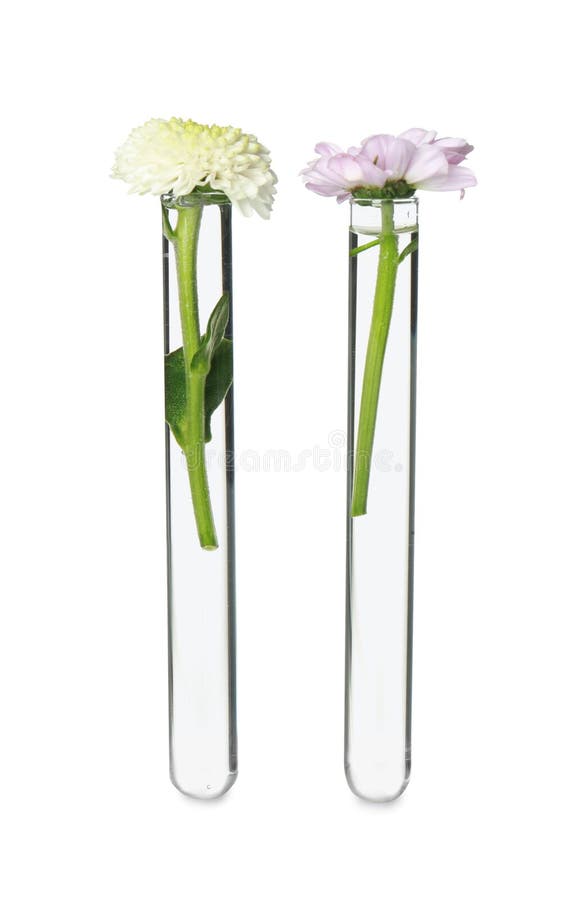 Different Flowers in Test Tubes on White Background Stock Image - Image ...