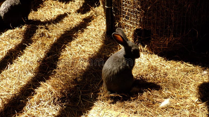 Different Fluffy Rabbits in the Paddock Lie Resting and Eating from ...