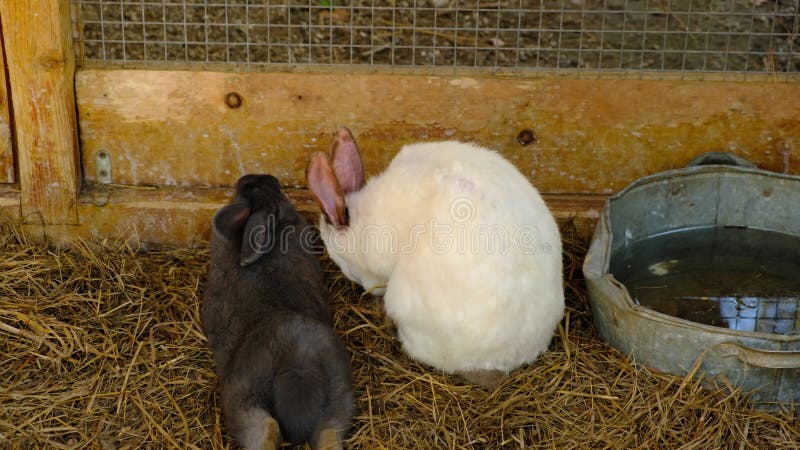 Different Fluffy Rabbits in the Paddock Lie Resting and Eating from ...