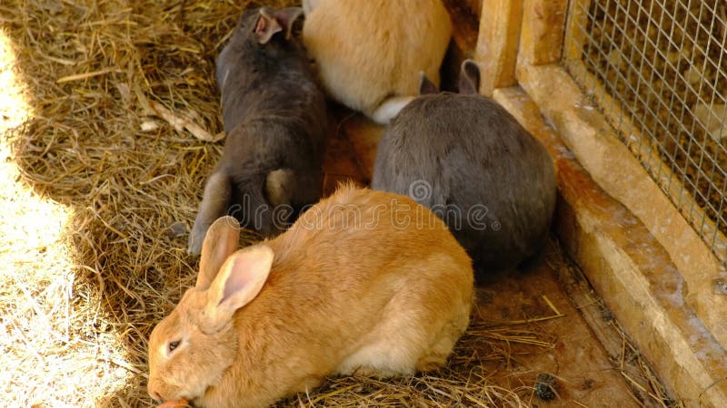 Different Fluffy Rabbits in the Paddock Lie Resting and Eating from ...