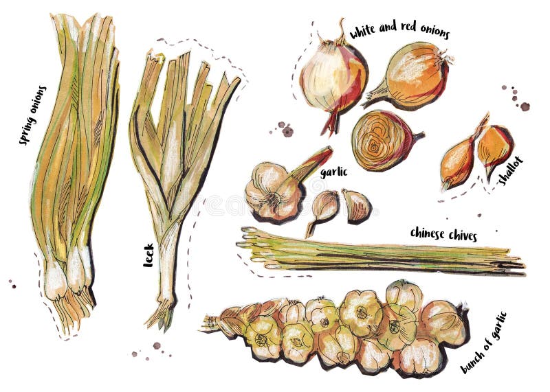 Different Food Components, Isolated on White Stock Illustration ...