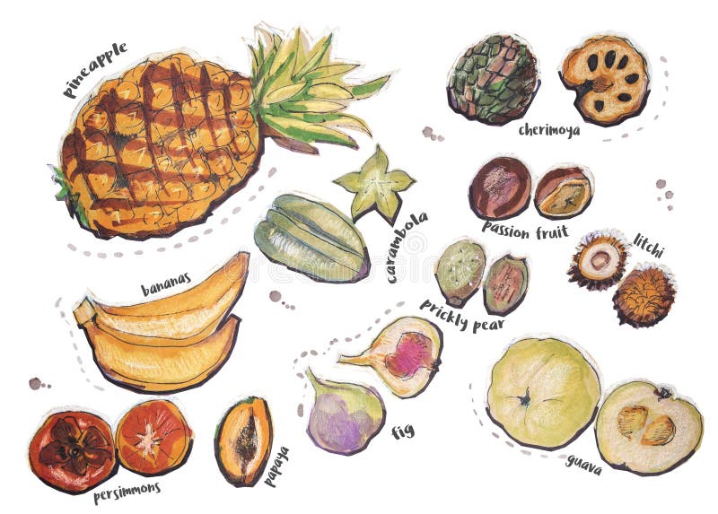 Different Food Components, Isolated on White Stock Illustration ...