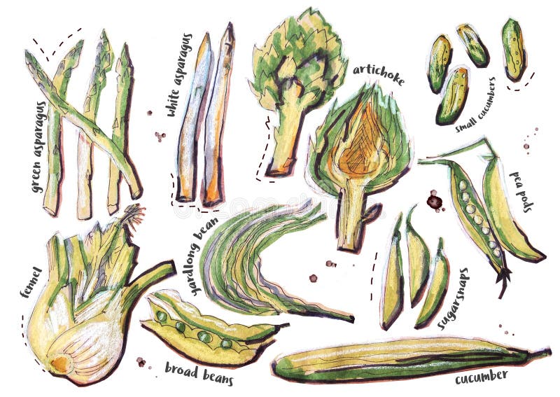 Different Food Components, Isolated on White Stock Illustration ...