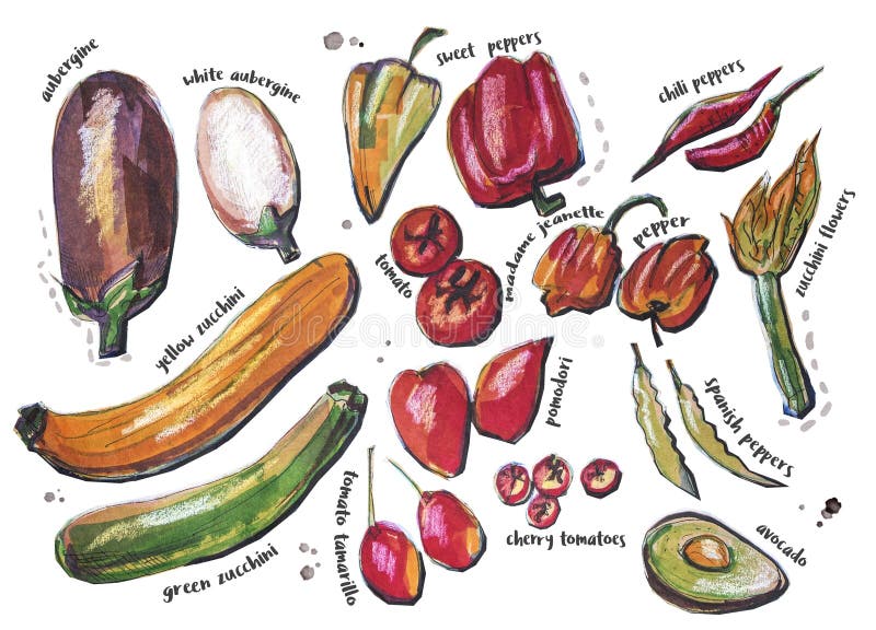 Different Food Components, Isolated on White Stock Illustration ...