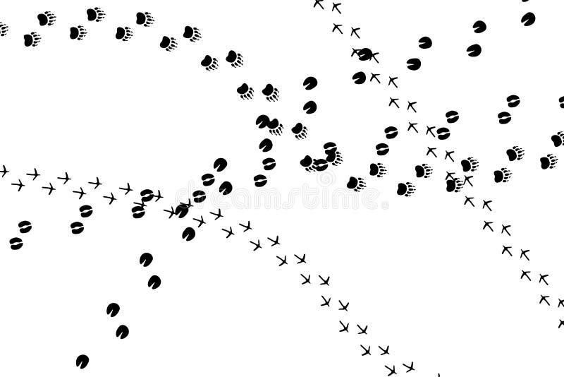 Different Footprint Traces. Footprint Step Traces Animals. Vector ...