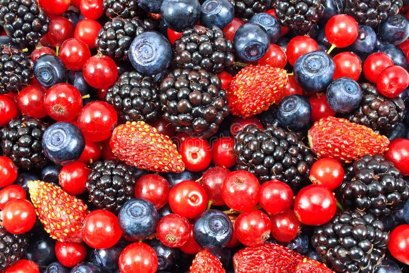 Wild Alaskan berries stock image. Image of antioxidants - 34972609