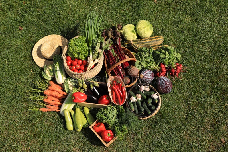 Different Fresh Ripe Vegetables on Green Grass, Flat Lay Stock Image ...