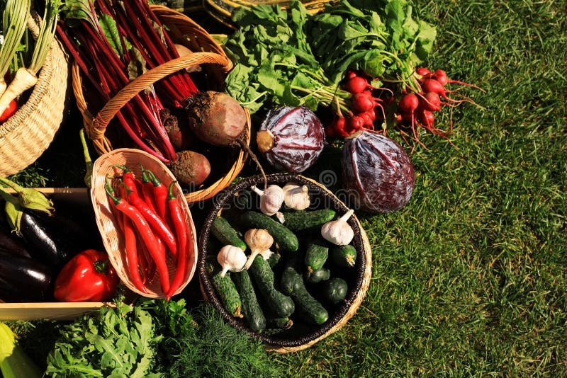 Different Fresh Ripe Vegetables on Green Grass, Flat Lay Stock Photo ...