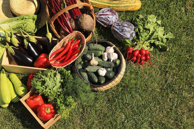 Different Fresh Ripe Vegetables on Green Grass, Flat Lay Stock Photo ...