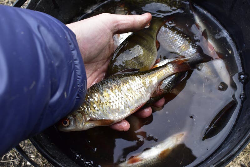 Different Freshly Caught River Fish in the Summer Stock Photo - Image ...