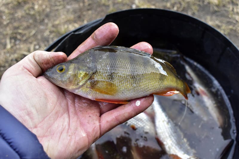 Different Freshly Caught River Fish in the Summer Stock Image - Image ...