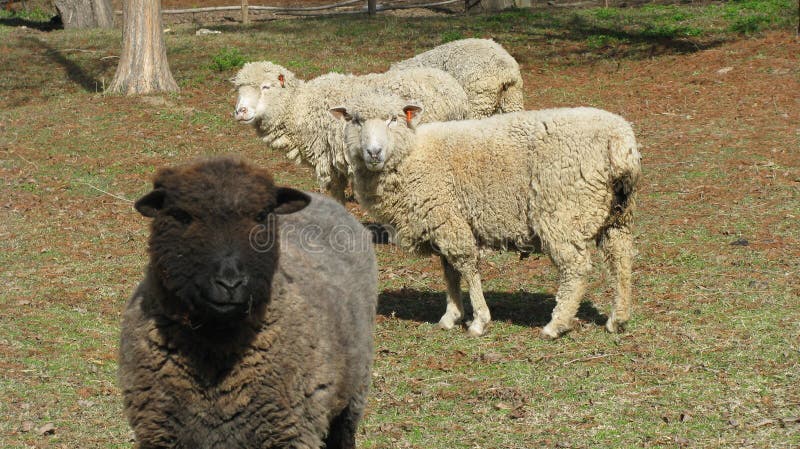 Different stock photo. Image of industry, wool, animal - 44868098