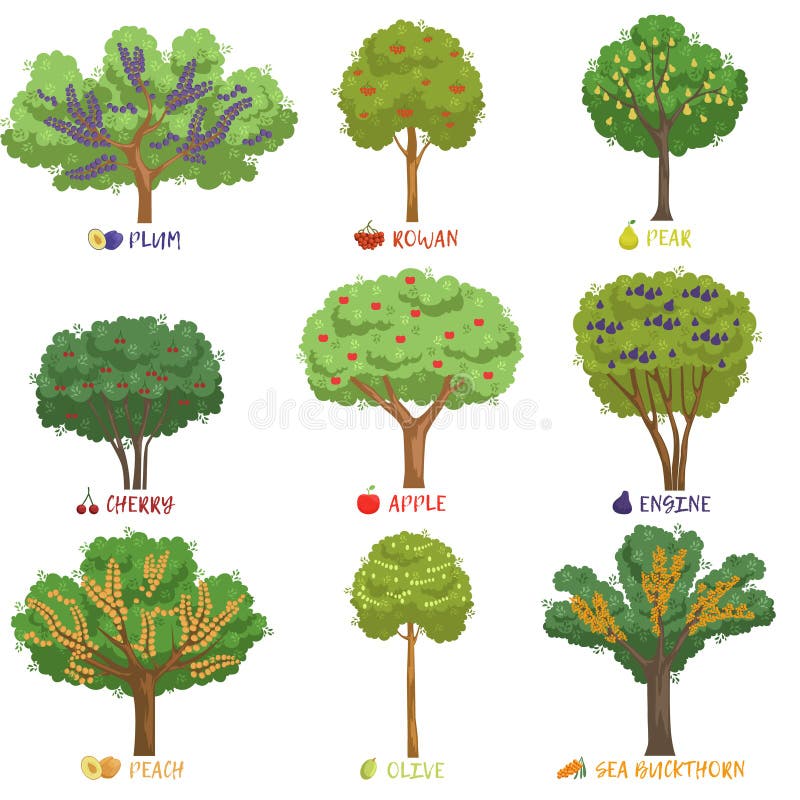 Different Fruit Trees Sorts with Names Set, Garden Trees and Berry ... Different Fruit Trees Sorts with Names Set, Garden Trees and Berry ...