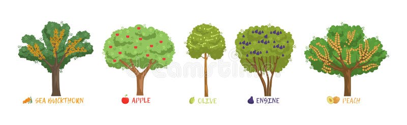 Different Fruit Trees Sorts with Names Vector Set Stock Vector ...