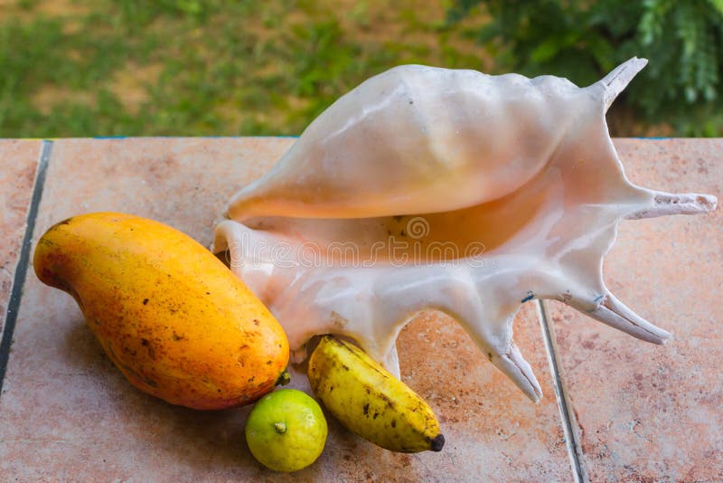 Different Fruits and Big Shell on Table Stock Image - Image of ...