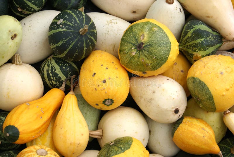 Different gourds. stock photo. Image of decoration, pumpkin - 3164932