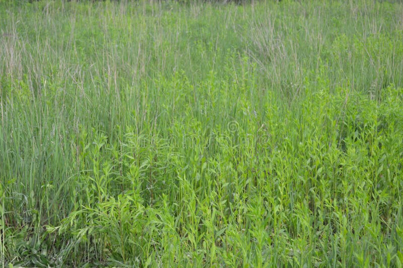 Different Grass the Green Texture Stock Photo - Image of greens, field ...