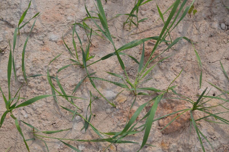 Different Grass the Green Texture Stock Image - Image of colors, field ...