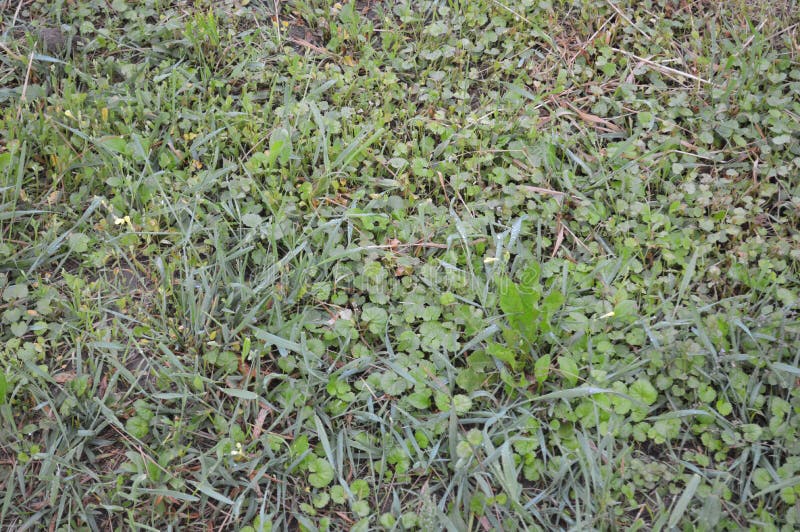 Different Grass the Green Texture Stock Photo - Image of pattern, crop ...