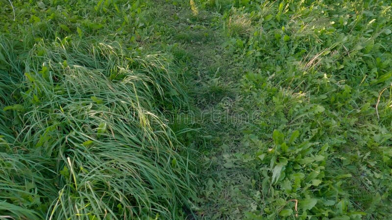 Different Grass with Path Trodden in Grass at Sunset Stock Footage ...