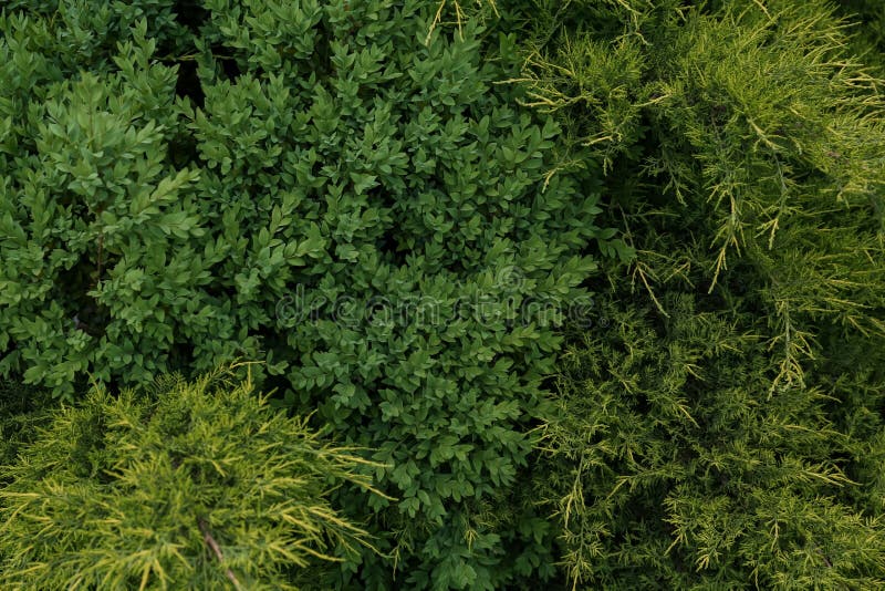 Different Green Bushes Growing Outdoors, Top View Stock Photo - Image ...