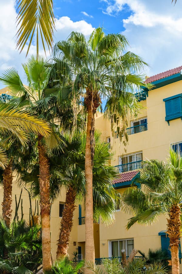 Different Green Palm Trees in the Park Stock Image - Image of desert ...