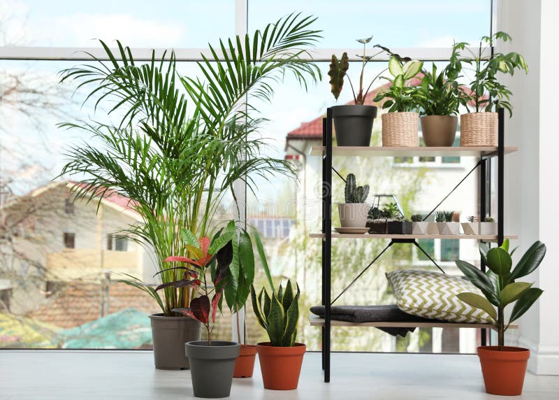 Different Green Potted Plants Near Window Stock Image - Image of growth ...