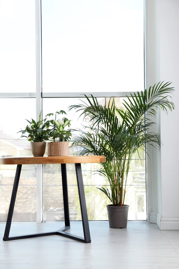 Different Green Potted Plants Near Window Stock Photo - Image of ...