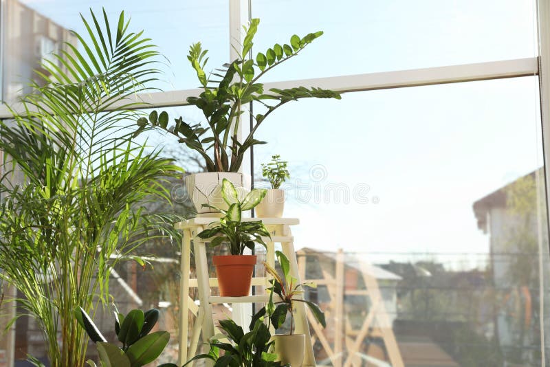 Different Green Potted Plants Near Window at Home Stock Image - Image ...