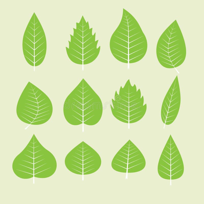 Different Green Spring Leaves Set Vector Illustration Stock Vector ...