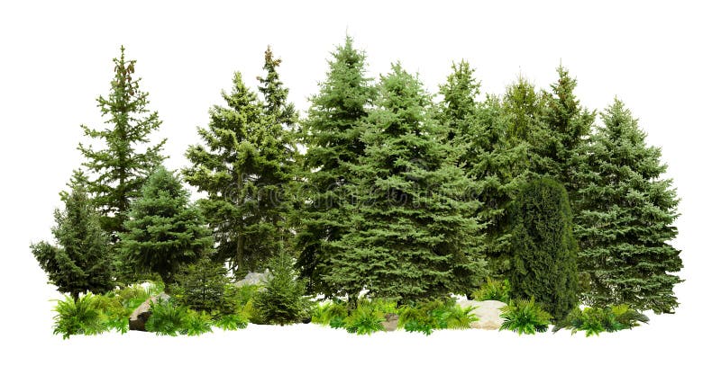 Different Green Trees and Plants on White Background Stock Image ...