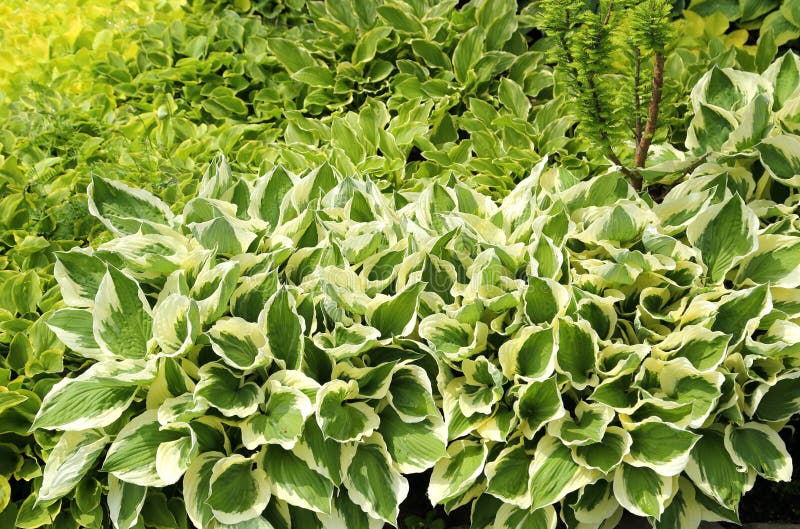 Different host varieties stock image. Image of natural - 136308035