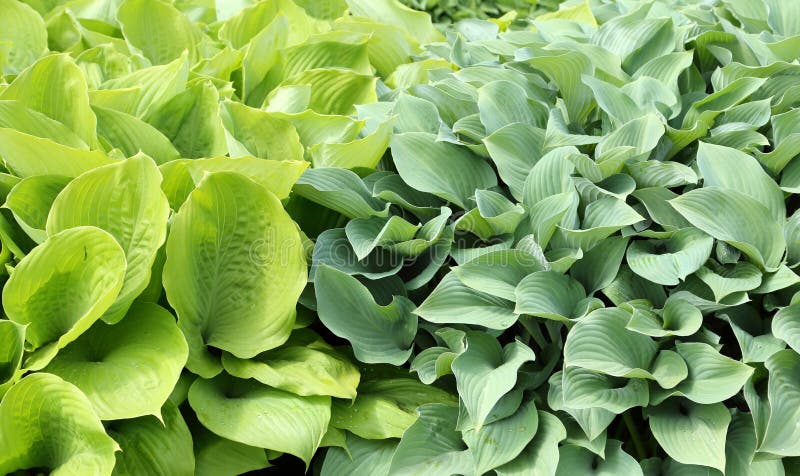 Different host varieties stock image. Image of plant - 137321787