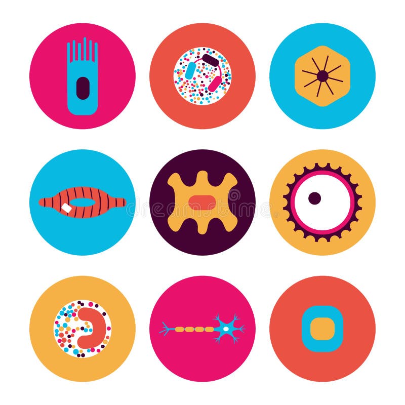 Different human cell types stock vector. Illustration of basophil ...