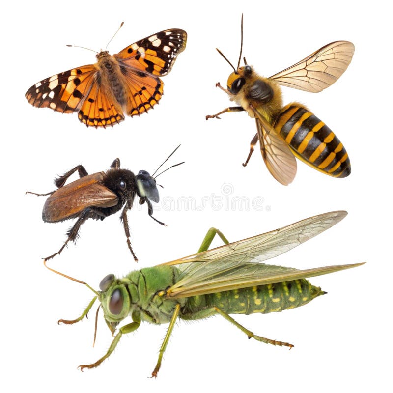 Different insects types stock illustration. Illustration of wasp ...