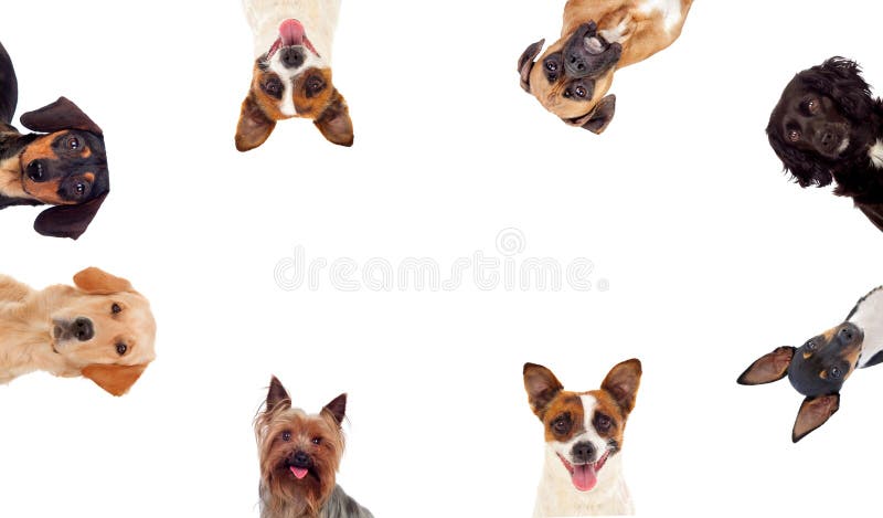 Two Dogs of Different Breeds Stock Image - Image of isolation, doggy ...