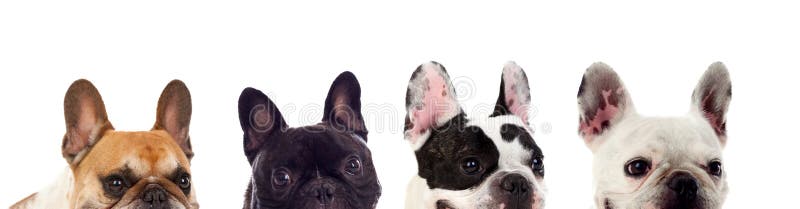 Two Dogs of Different Breeds Stock Image - Image of isolation, doggy ...