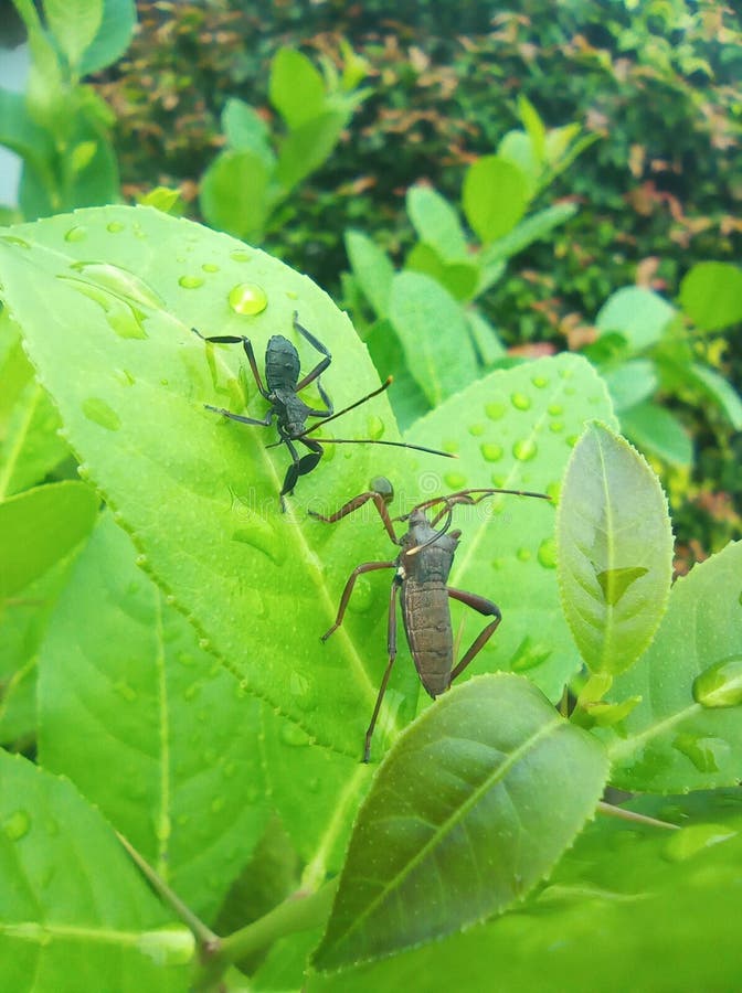 A Different Kind of Leaf Insect in Wildlife Stock Photo - Image of leaf ...