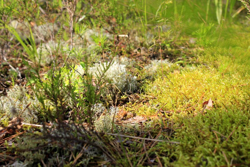 Different moss on the tree stock photo. Image of grows - 55219806
