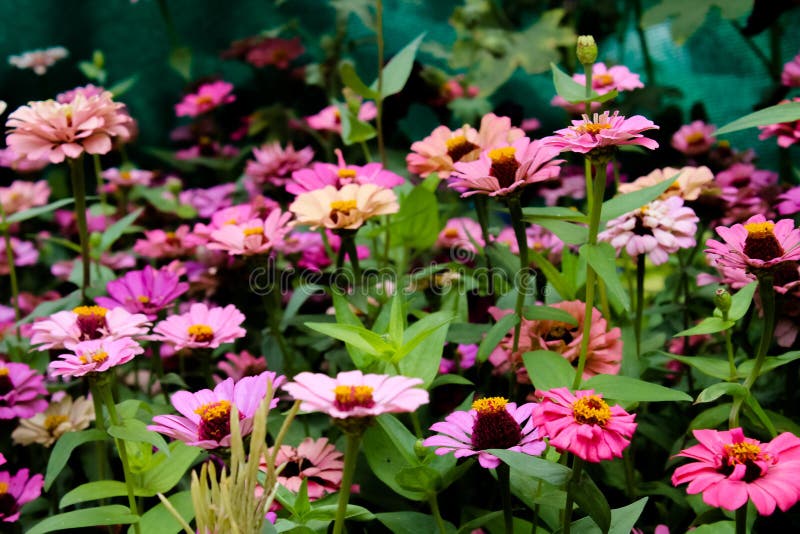 Different Kind of Pink Flowers Stock Photo - Image of blossom, daisy ...
