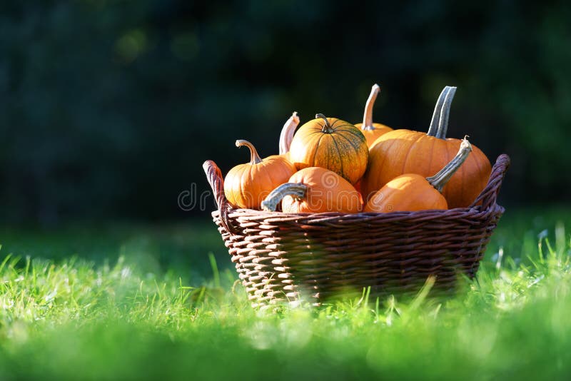 Different Kind of Pumpkins in Wheelbarrow Stock Photo - Image of garden ... Different Kind of Pumpkins in Wheelbarrow Stock Photo - Image of garden ...