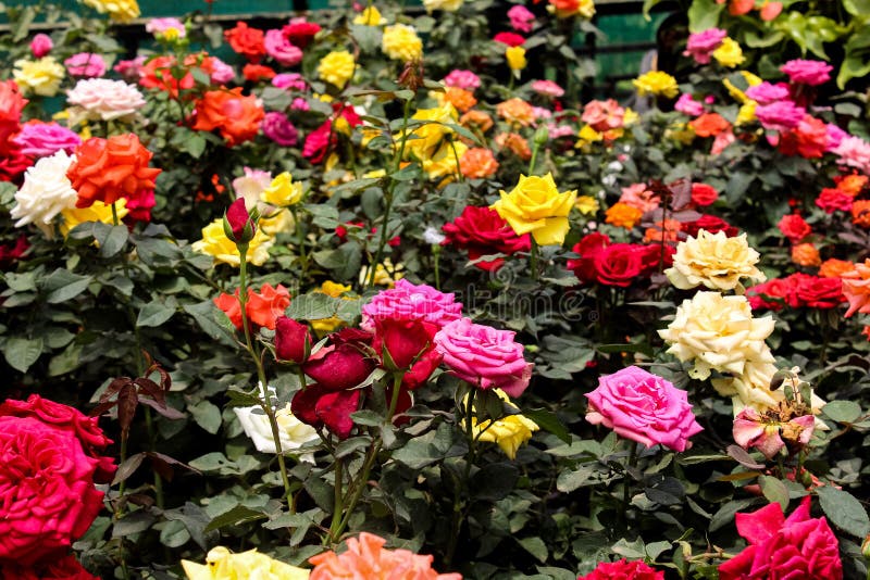 Different Kind of Rose Flowers Stock Photo - Image of yellow, kind ...