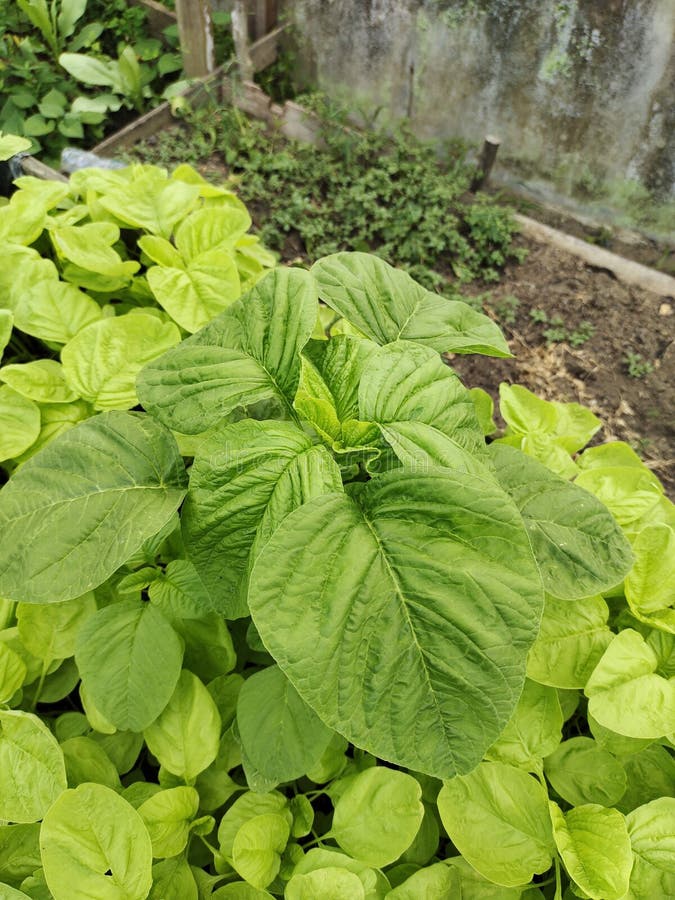 Different kind of spinach stock photo. Image of like - 262491358